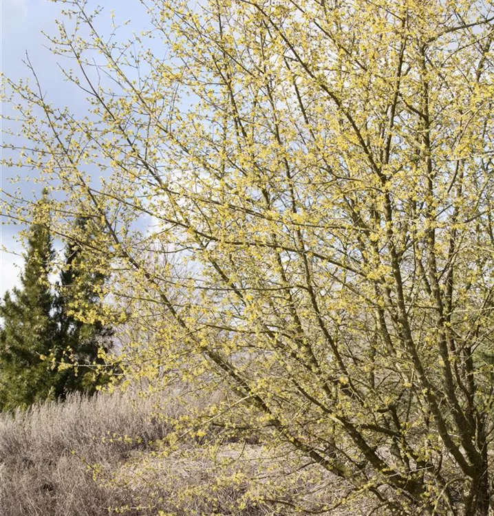 Cornus mas - Hydro Beck